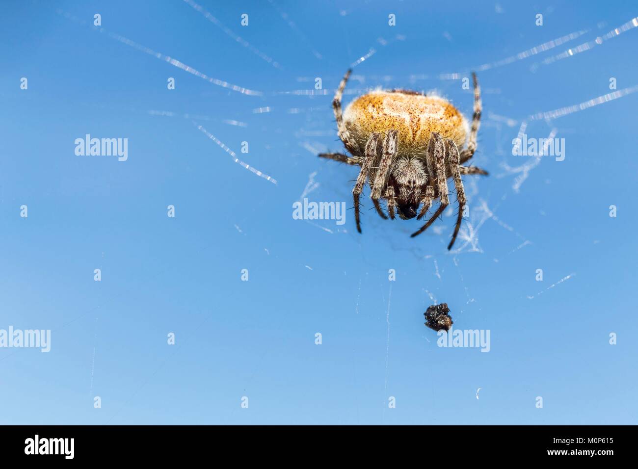France,Var,La Garde Freinet,National Nature Reserve Plaine des Maures,a ...