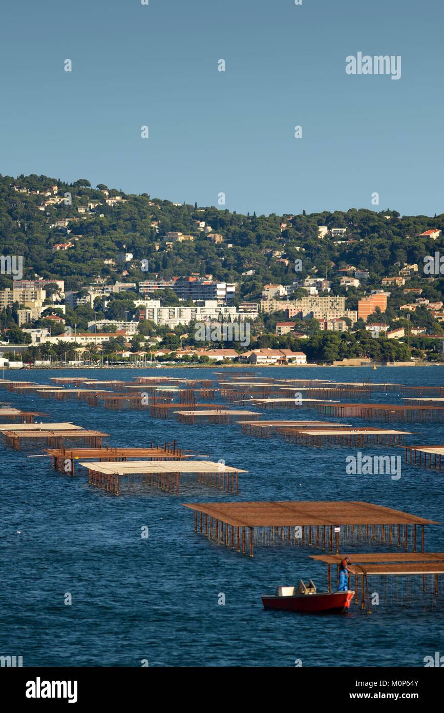 Oysters parks hi-res stock photography and images - Alamy