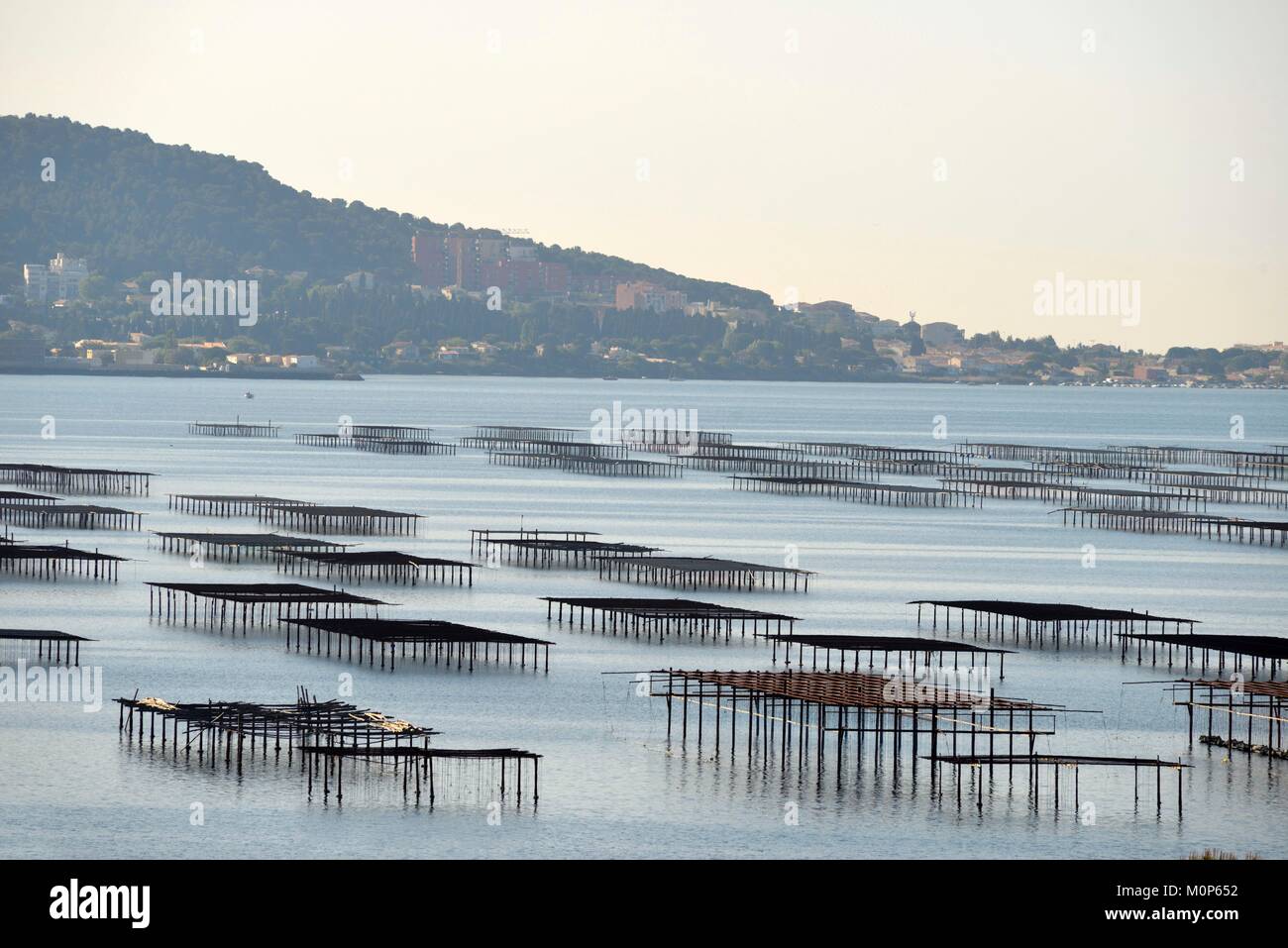 France,Herault,Bouzigues,lagoon of Thau,oysters lagoon of Thau ...