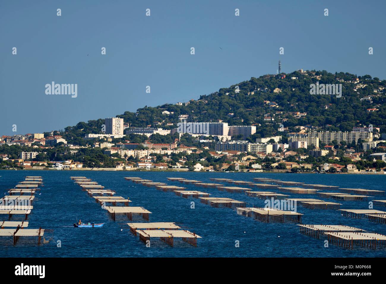 Blue point oysters hi-res stock photography and images - Alamy
