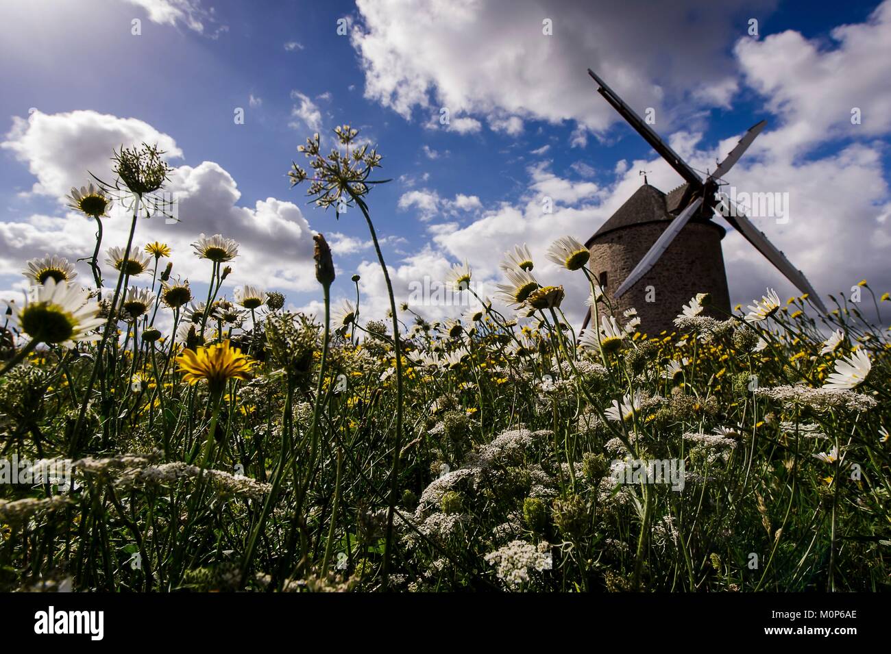 Normandie france flowers hi-res stock photography and images - Alamy
