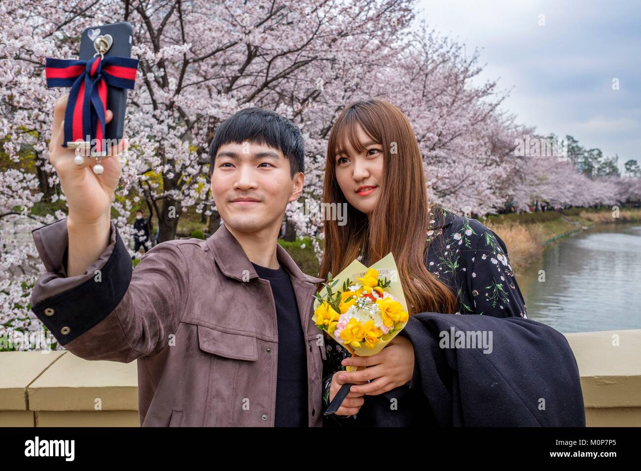 South Korea,Seoul,Songpa-gu district,cherry blossoms in the Songpa Naru ...