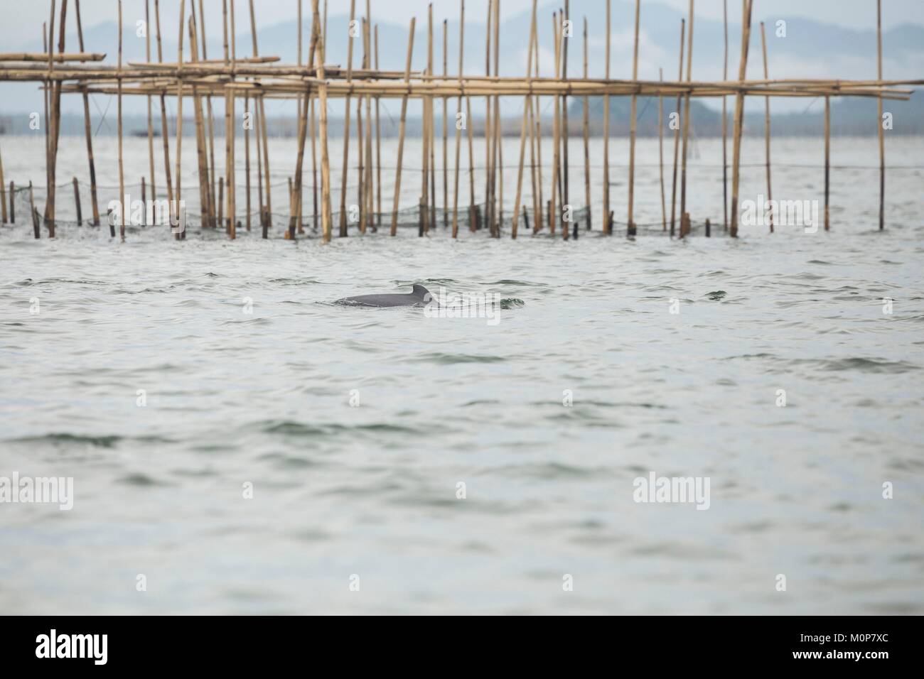 Philippines,Palawan,Malampaya Sound Protected Landscape and Seascape ...