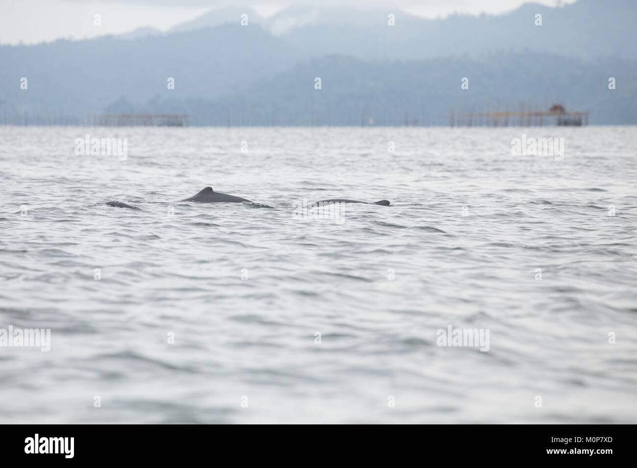 Philippines,Palawan,Malampaya Sound Protected Landscape and Seascape ...