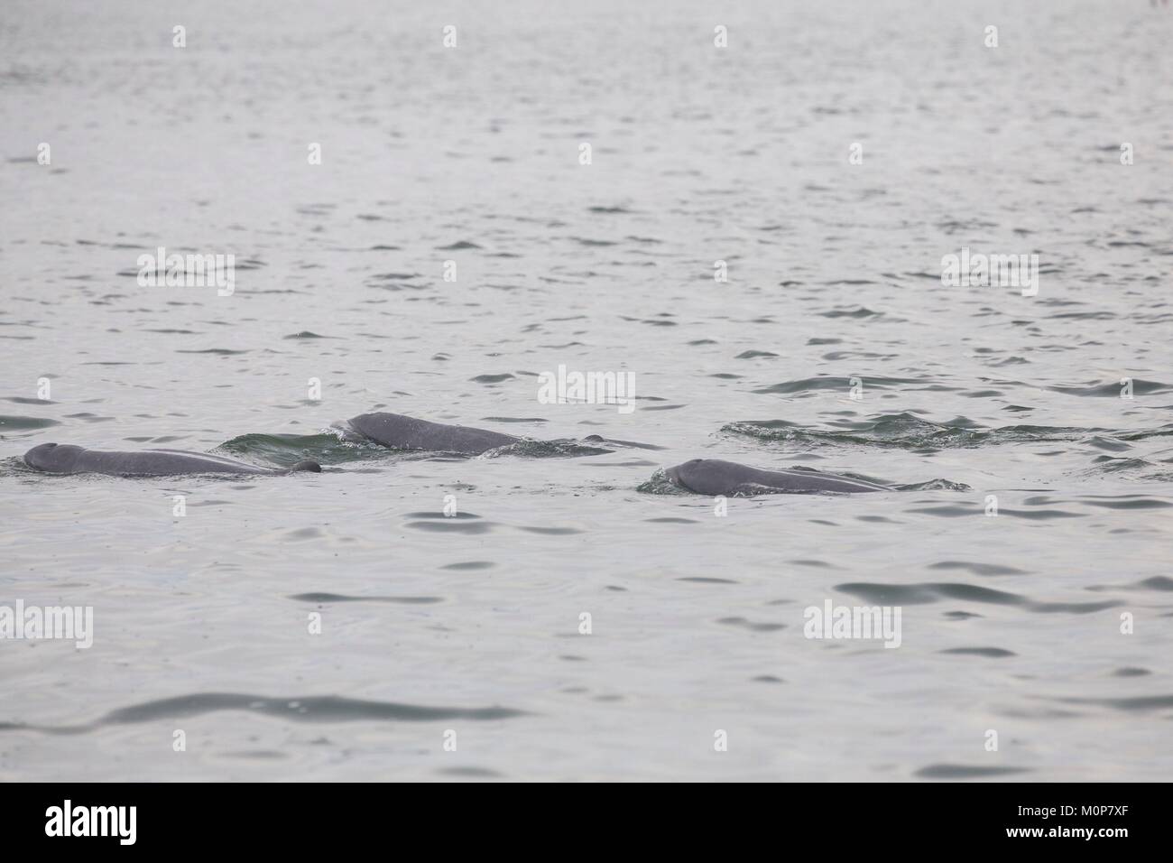Philippines,Palawan,Malampaya Sound Protected Landscape and Seascape ...