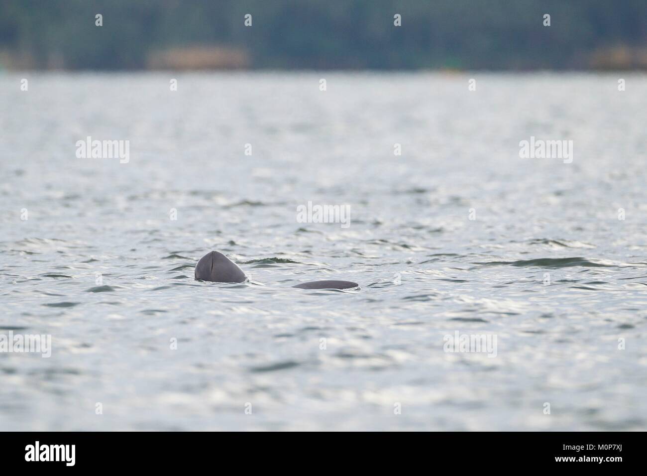 Philippines,Palawan,Malampaya Sound Protected Landscape and Seascape ...