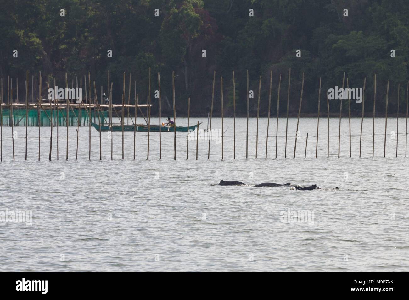 Philippines,Palawan,Malampaya Sound Protected Landscape and Seascape ...