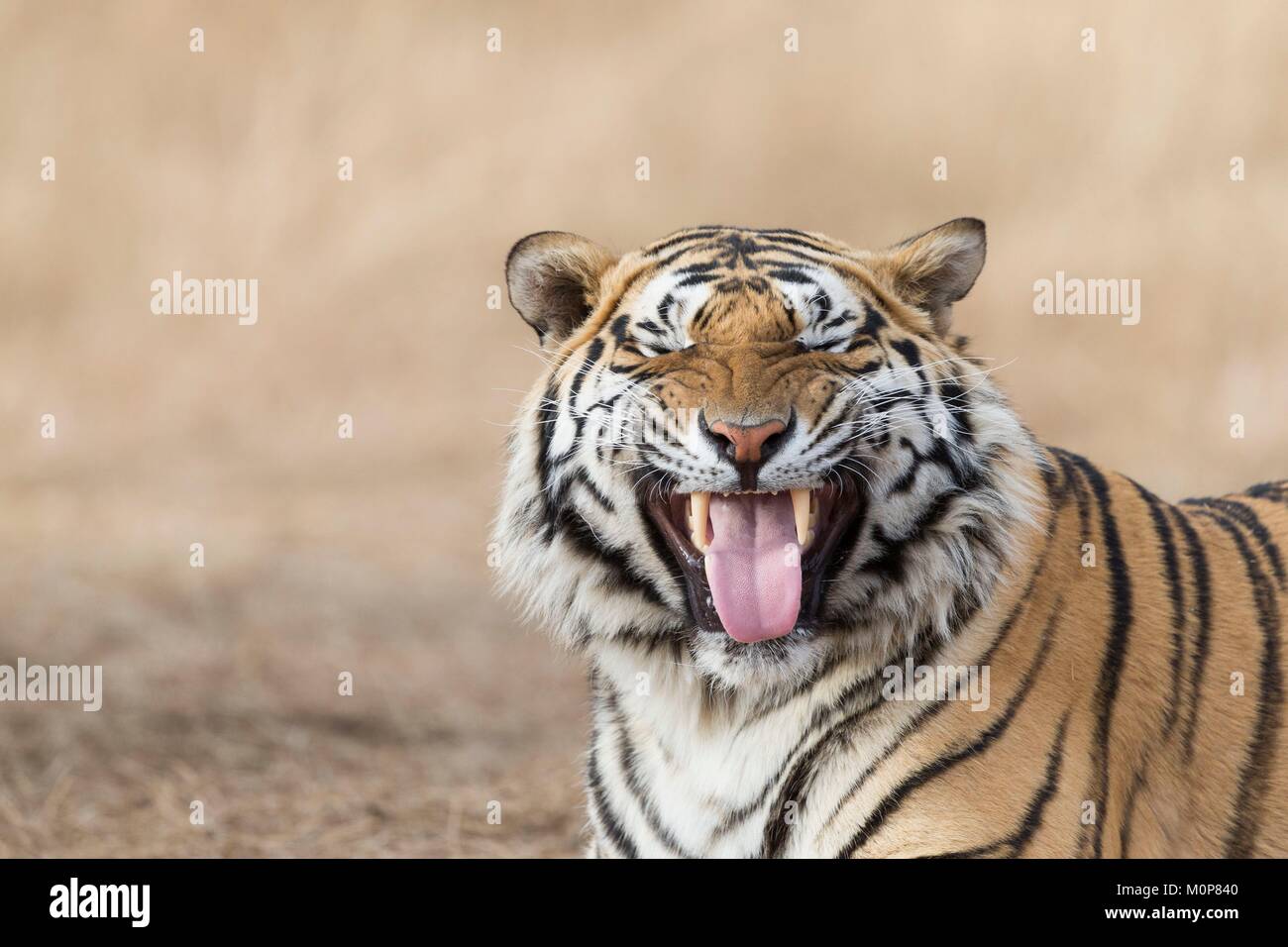 South Africa,Private reserve,Asian (Bengal) Tiger (Panthera tigris ...