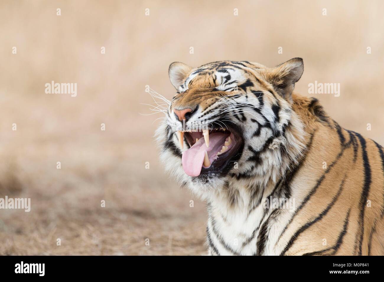 South Africa,Private reserve,Asian (Bengal) Tiger (Panthera tigris ...
