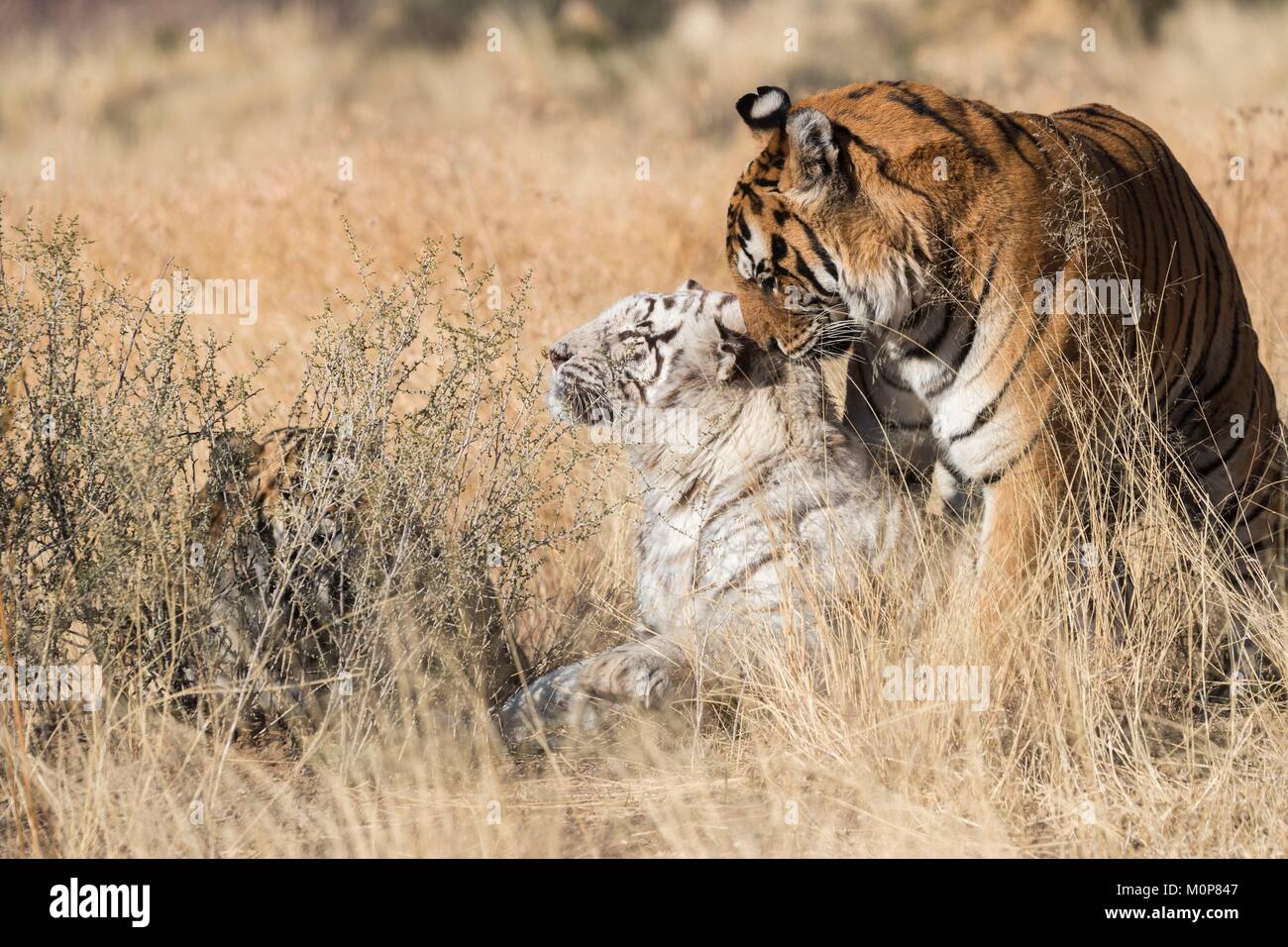South Africa,Private reserve,Asian (Bengal) Tiger (Panthera tigris ...