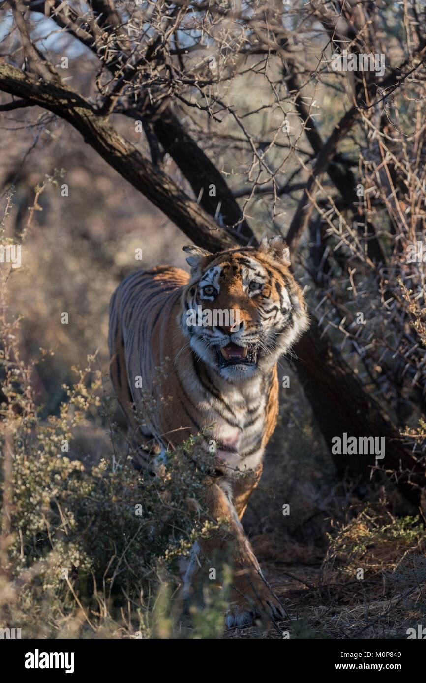 South Africa,Private reserve,Asian (Bengal) Tiger (Panthera tigris tigris),female adult walking ...