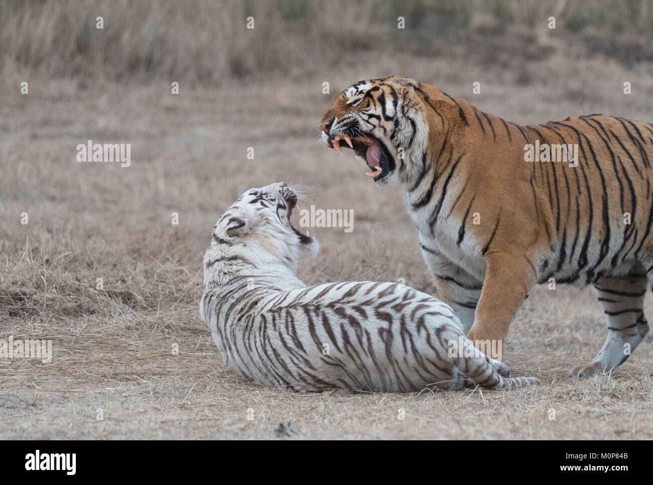 South Africa,Private reserve,Asian (Bengal) Tiger (Panthera tigris ...