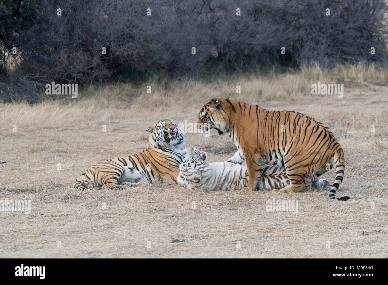 Tiger mating not insect hi-res stock photography and images - Alamy