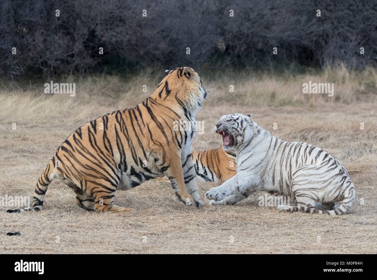 South Africa,Private reserve,Asian (Bengal) Tiger (Panthera tigris ...