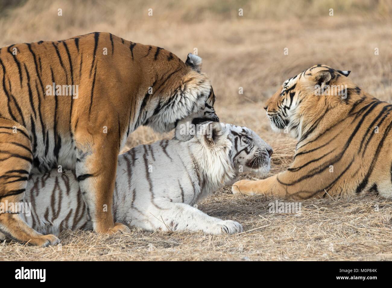 Two males in mating hi-res stock photography and images - Alamy