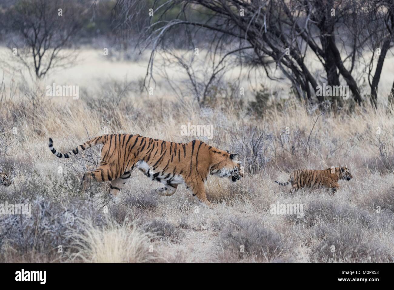 South Africa,Private reserve,Asian (Bengal) Tiger (Panthera tigris ...