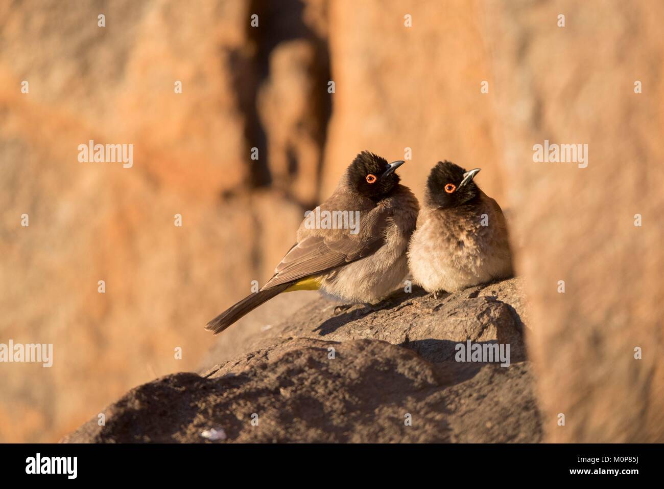 South Africa,Upper Karoo,African red-eyed bulbul or black-fronted ...