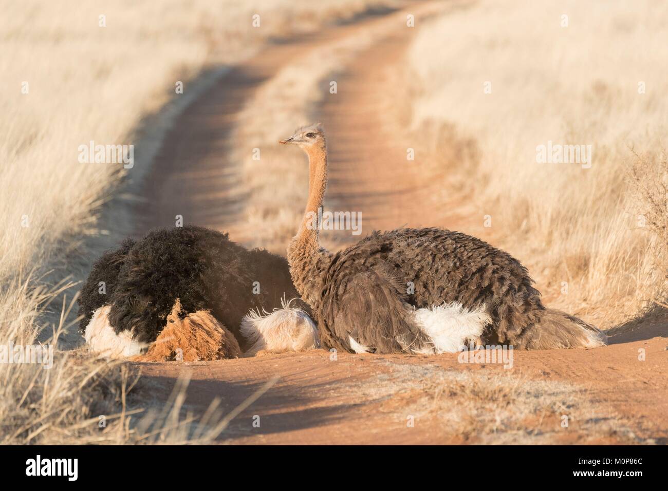 South Africa,Upper Karoo,Ostrich or common ostrich (Struthio camelus ...