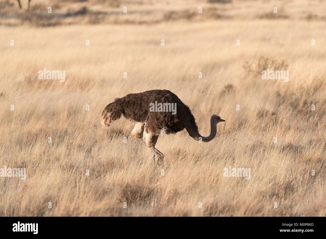 South Africa,Upper Karoo,Ostrich or common ostrich (Struthio camelus ...