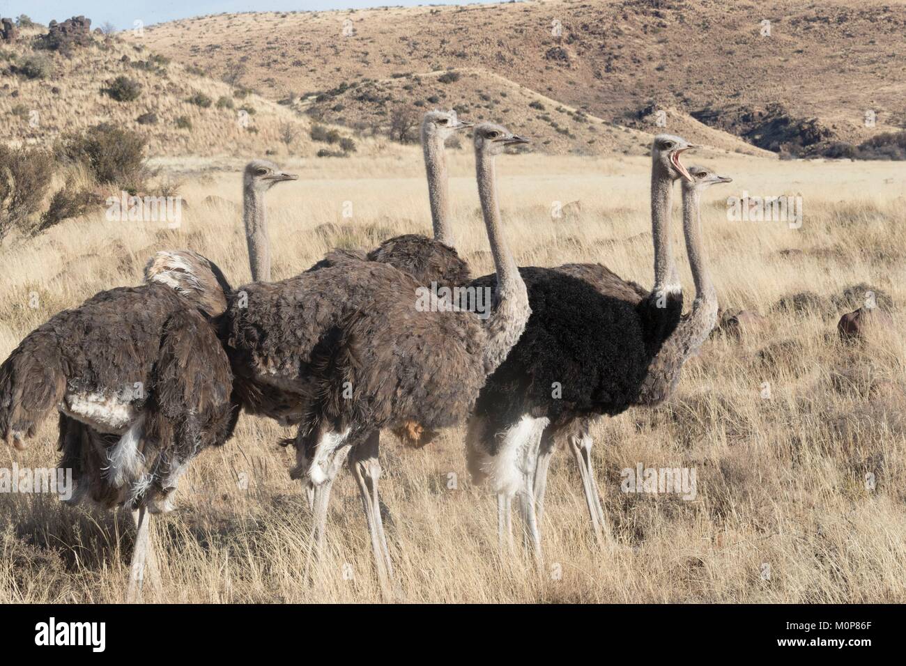 South Africa,Upper Karoo,Ostrich or common ostrich (Struthio camelus ...