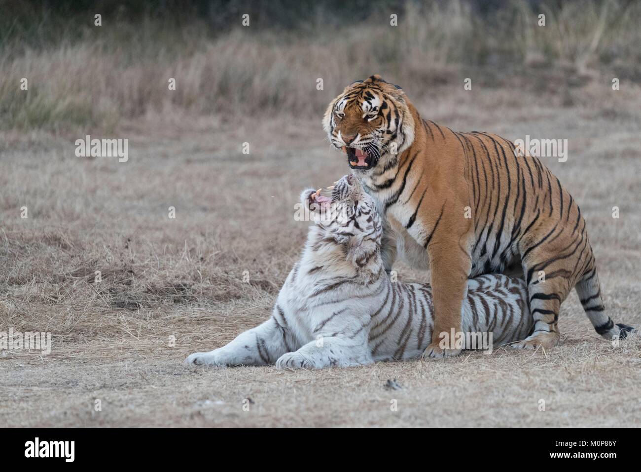 South Africa,Private reserve,Asian (Bengal) Tiger (Panthera tigris ...