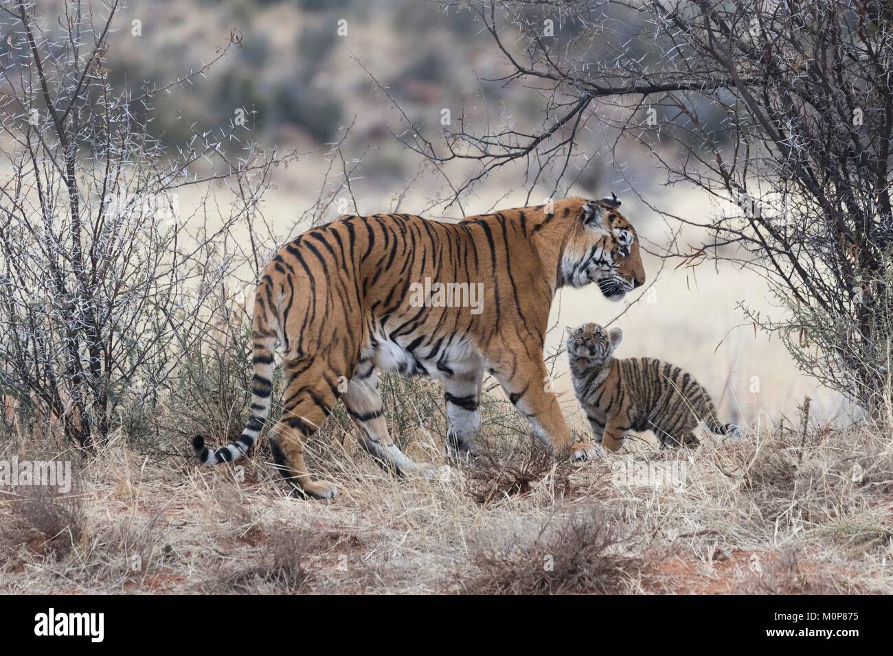 South Africa,Private reserve,Asian (Bengal) Tiger (Panthera tigris ...