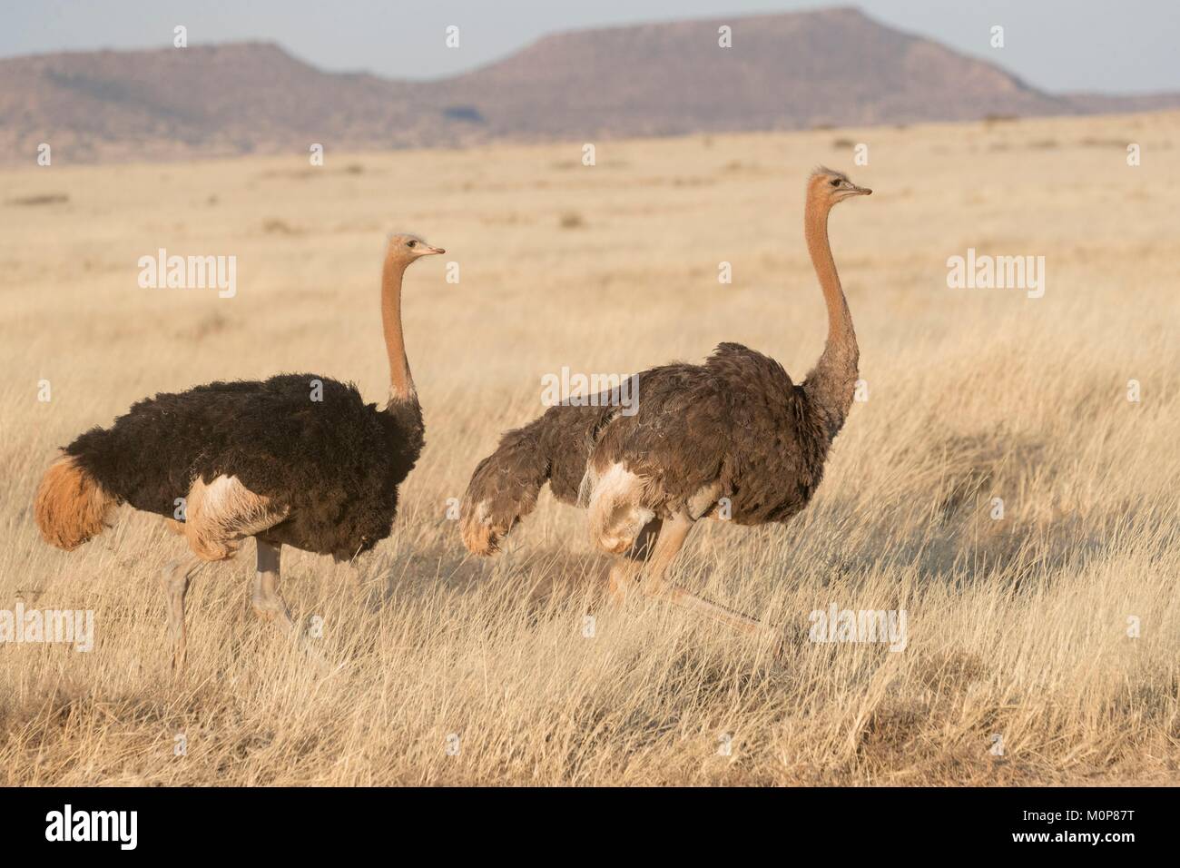 South Africa,Upper Karoo,Ostrich or common ostrich (Struthio camelus ...