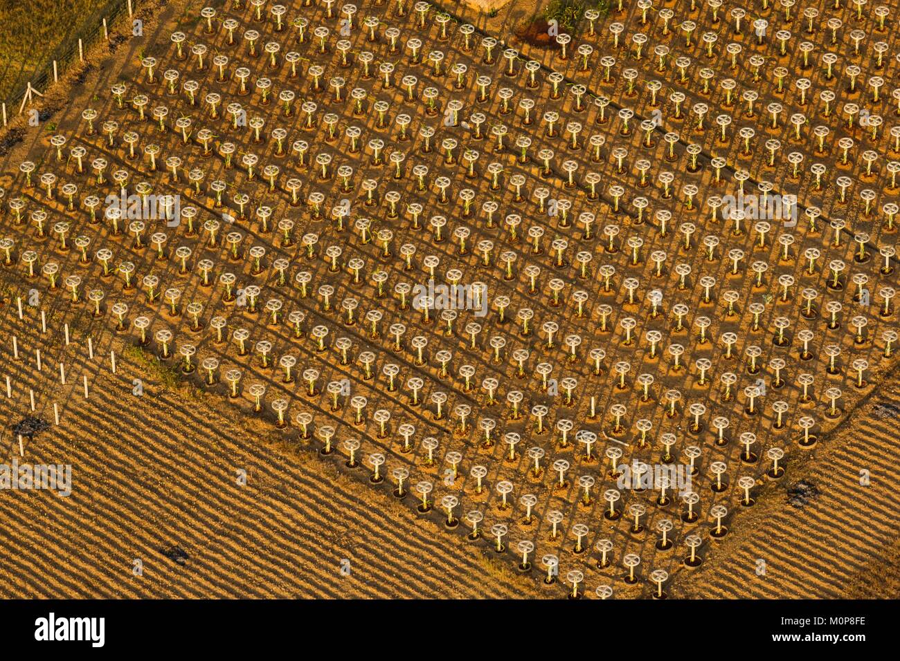 Myanmar,Shan State,Taunggyi District,Nyaung Shwe City,agriculture,field ...