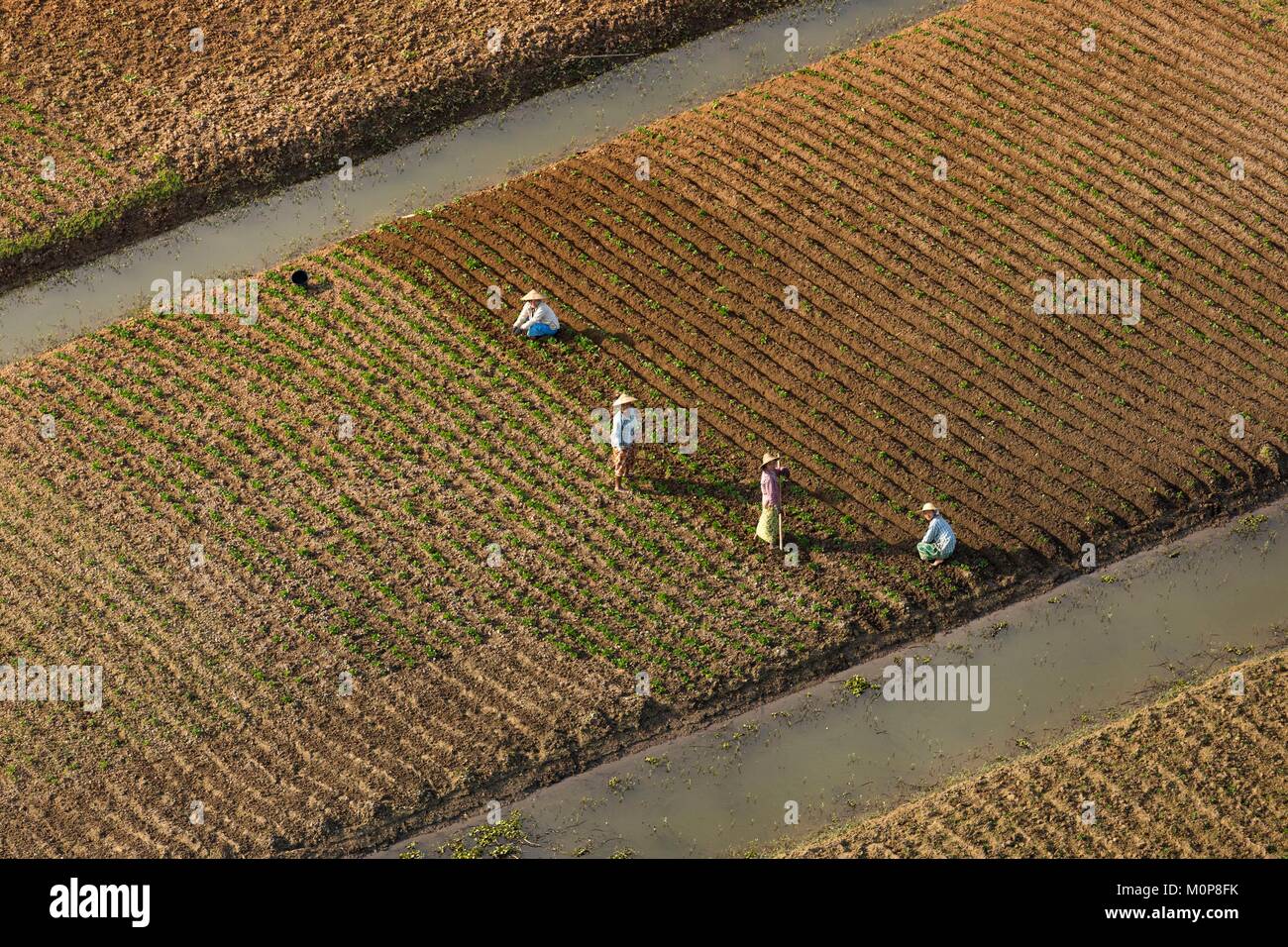Myanmar agriculture hi-res stock photography and images - Alamy