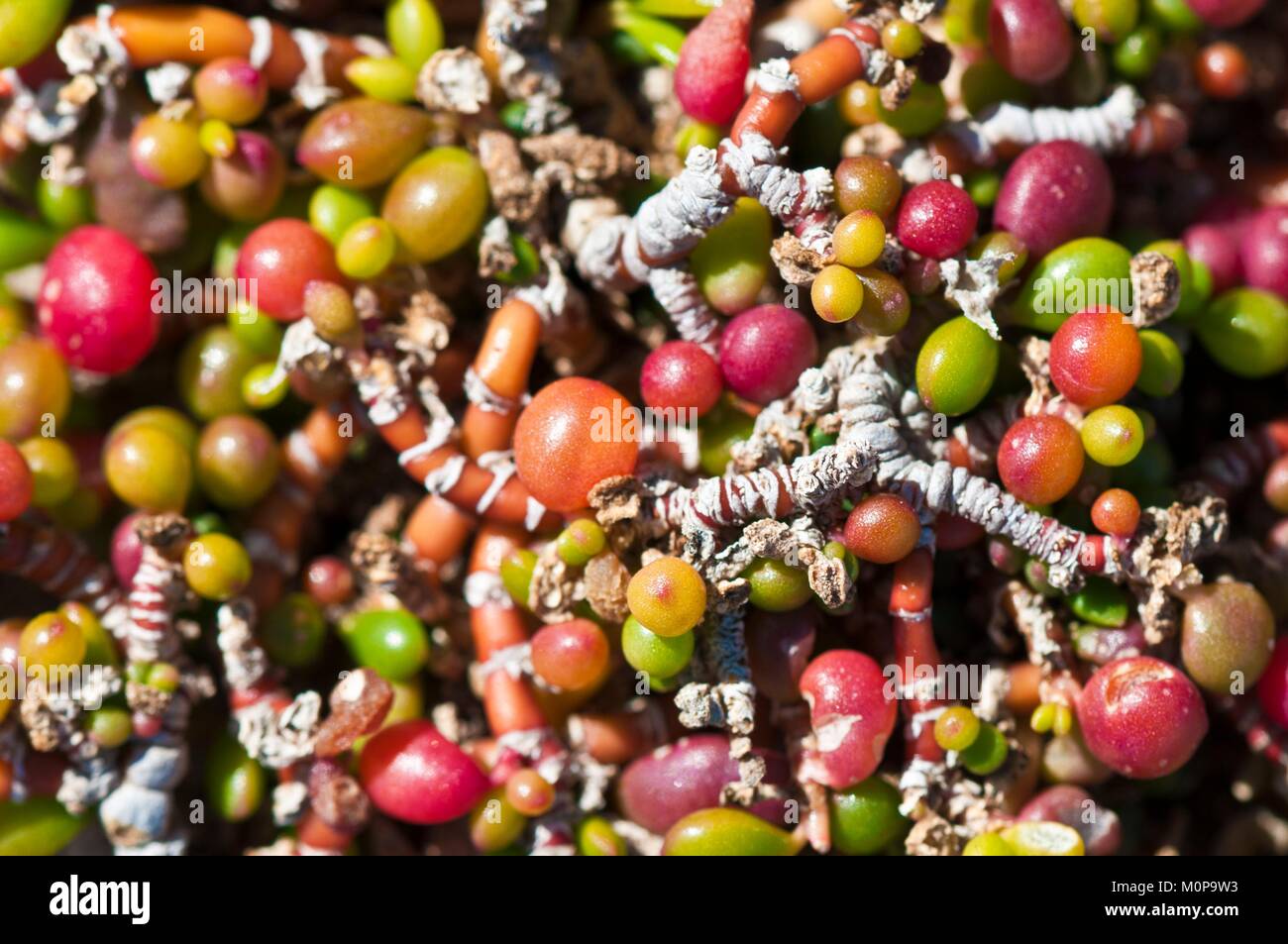 France,Caribbean,Lesser Antilles,Petite Terre National Nature Reserve ...