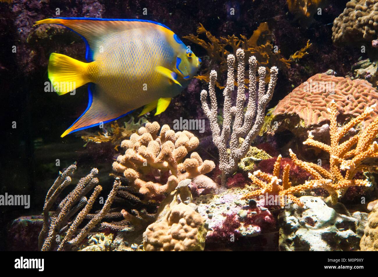 France,Guadeloupe,Grande-Terre,Le Gosier,Aquarium of Guadeloupe,angel ...