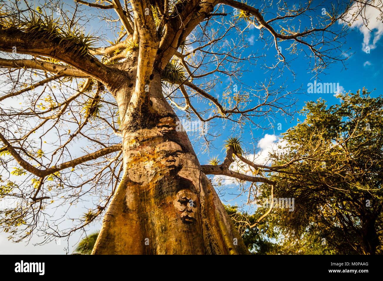 Fromager tree hi-res stock photography and images - Alamy
