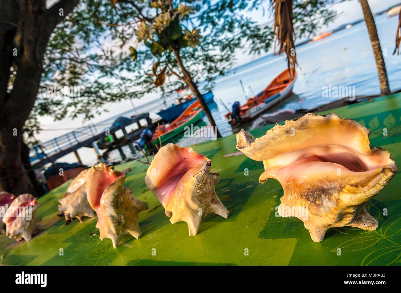 France,Guadeloupe,Basse-Terre,Sainte-Rose,conch shell near the fishing ...
