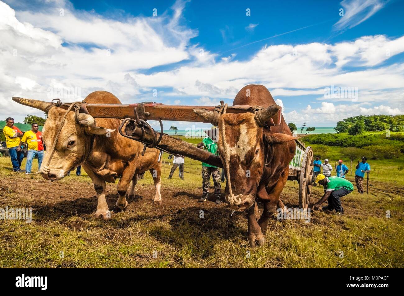 Oxen pulling competition hi-res stock photography and images - Alamy