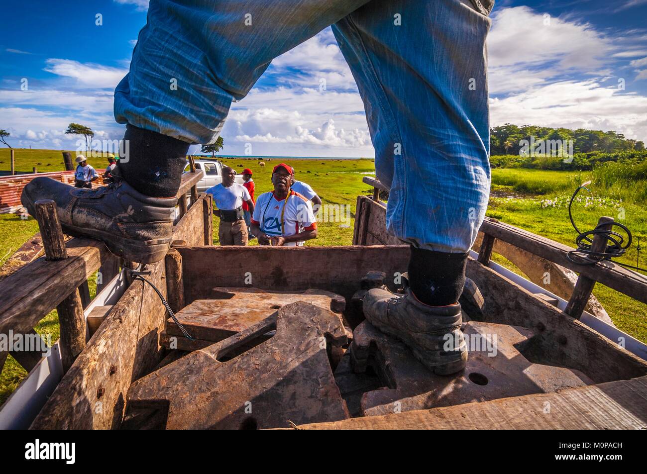 Oxen pulling competition hi-res stock photography and images - Alamy