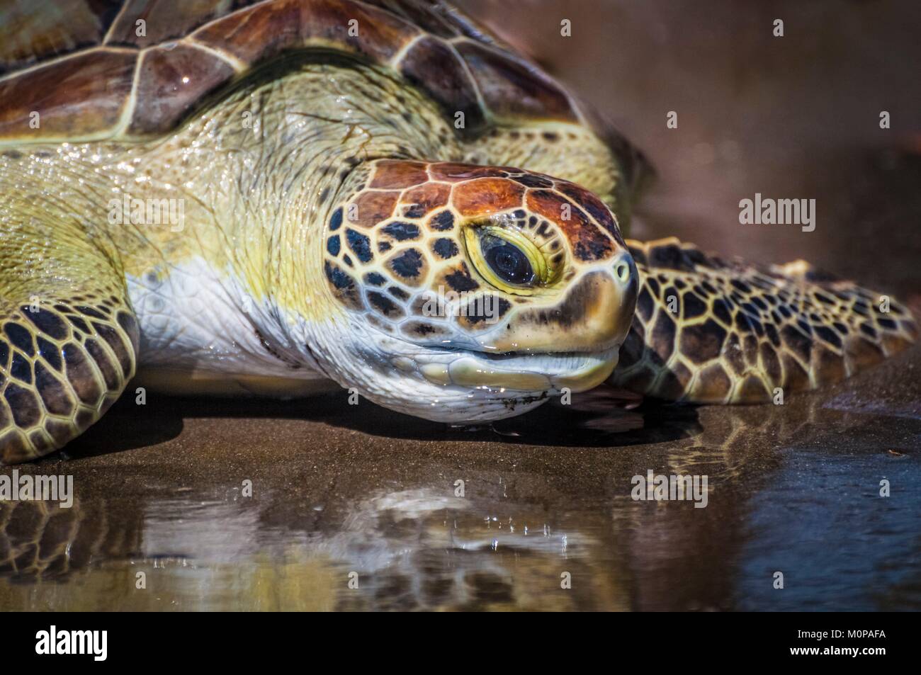 France,Caribbean,Lesser Antilles,Guadeloupe,Basse-Terre,Petit-Bourg ...