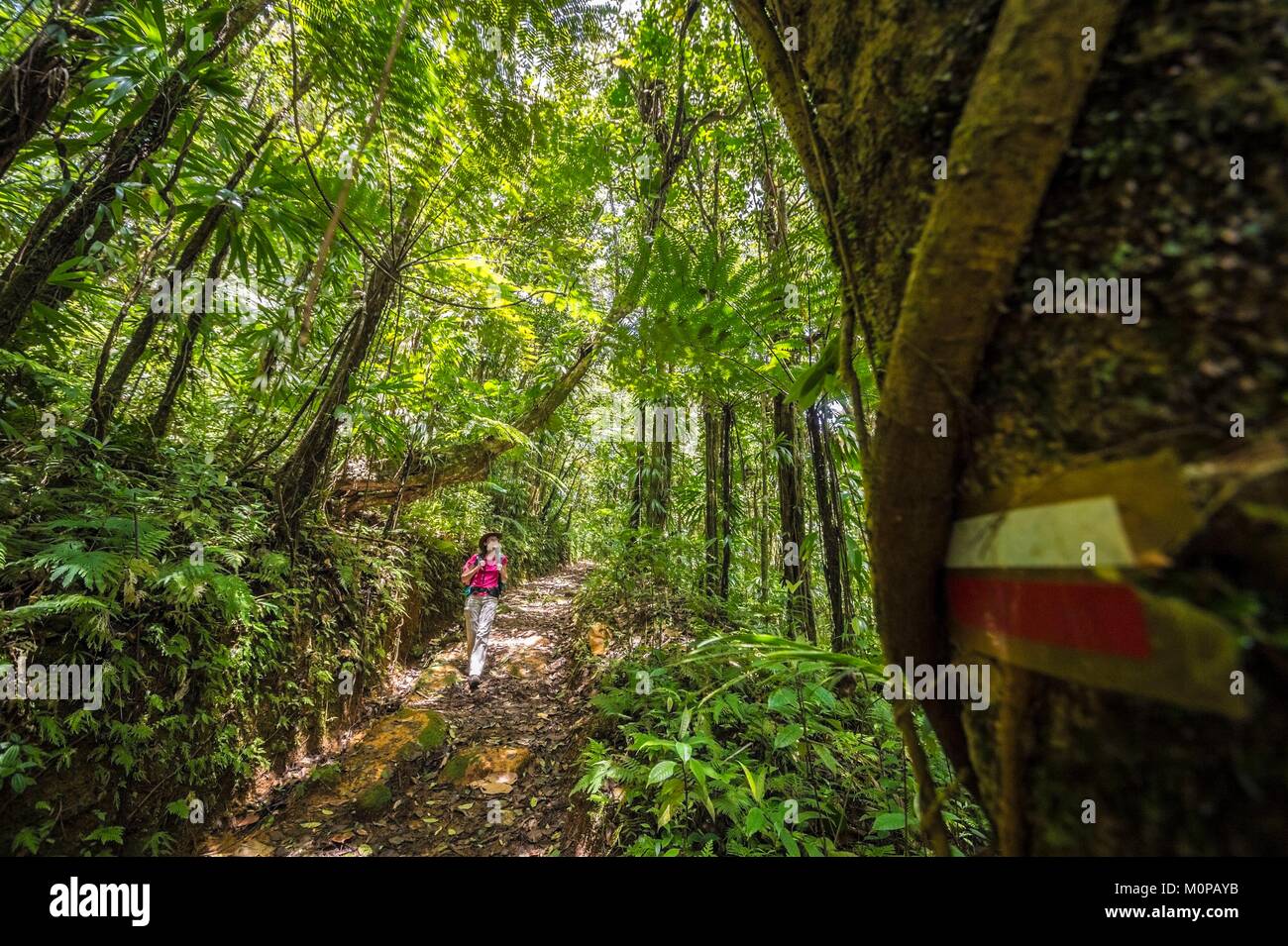 France,Caribbean,Lesser Antilles,Guadeloupe,Basse-Terre,Guadeloupe ...