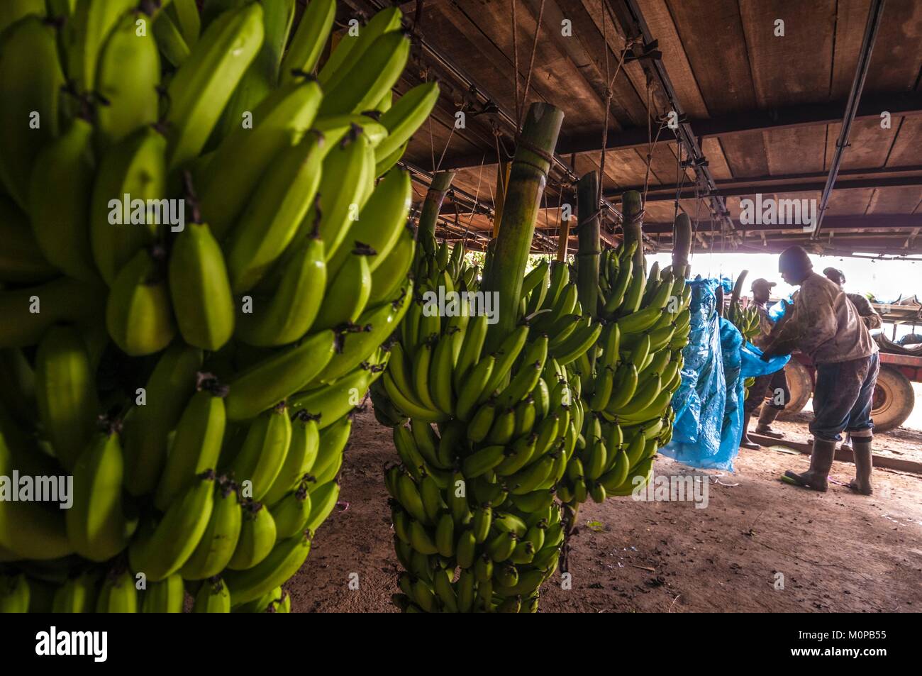 Banana preparation High Resolution Stock Photography and Images - Alamy