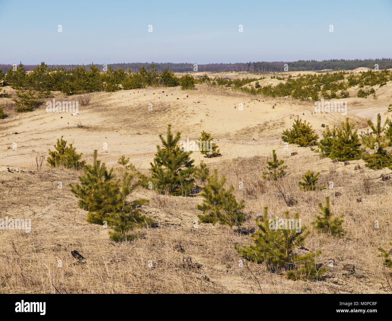 Partially dead tree hi-res stock photography and images - Alamy