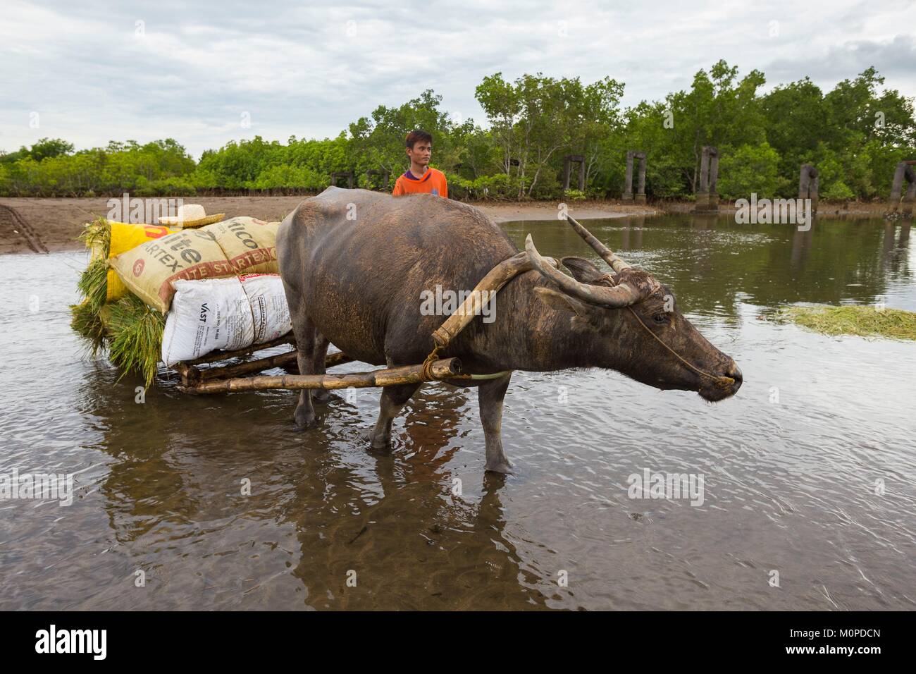 Philippines,Luzon,Albay Province,Tiwi,water buffalo pulling a cart ...