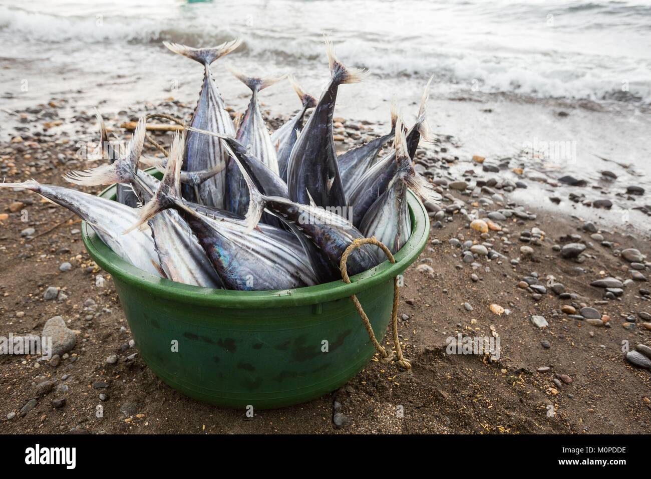 Philippines,Luzon,Albay Province,Tiwi,skipjack tuna on Sogod beach ...