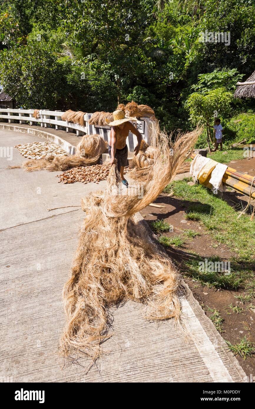Philippines,Luzon,Camarines Sur Province,Sagnay,man drying abaca fiber ...