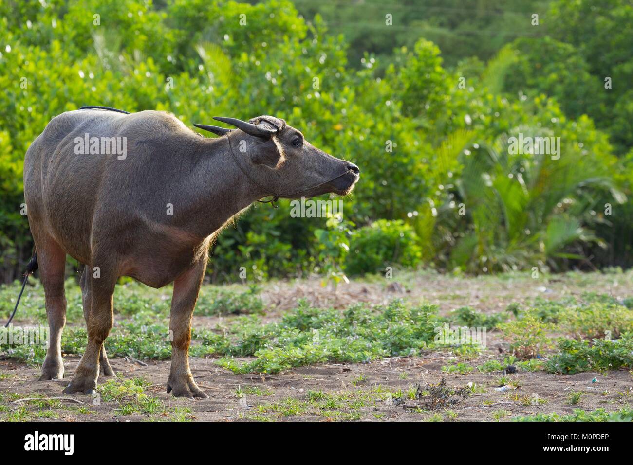 Twater hi-res stock photography and images - Alamy