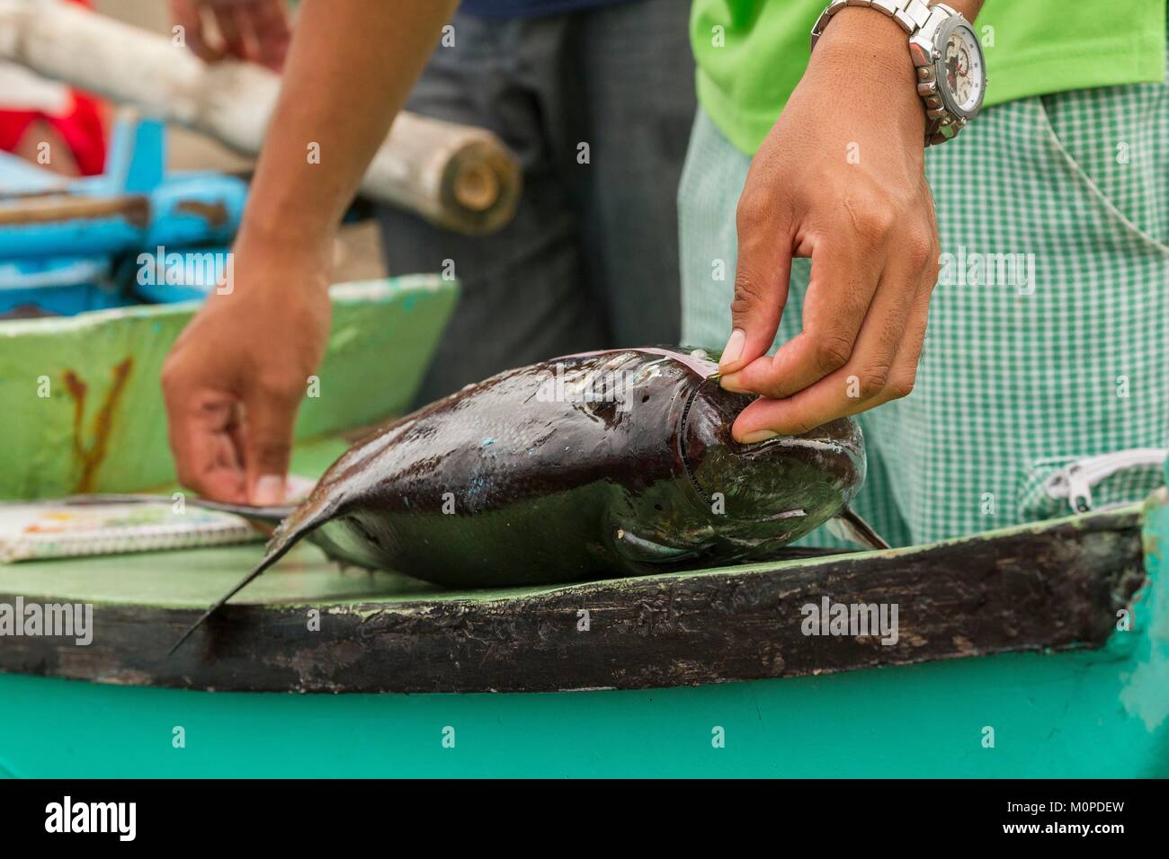 Philippines,Luzon,Albay Province,Tiwi,fisherie officer measuring a fish ...