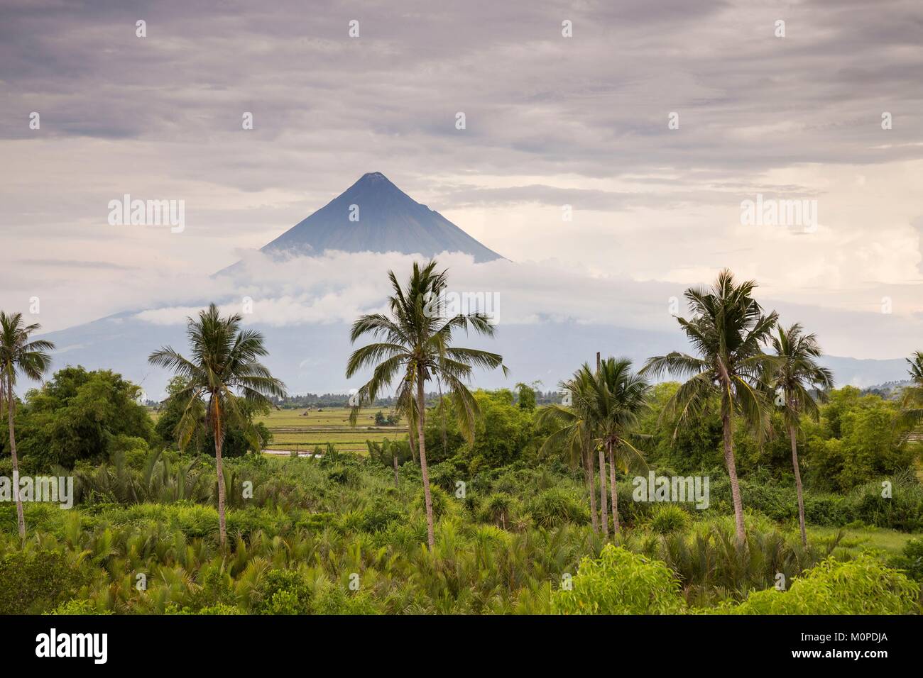 Philippines,Luzon,Albay Province,Tiwi,mangrove with Mayon Volcano in ...