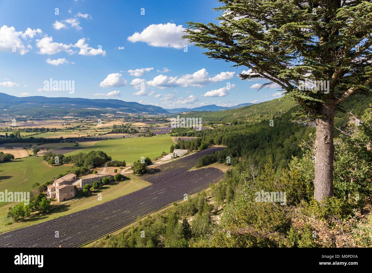 France,Vaucluse Sault,field of lavender of the plain of Sault,in ...
