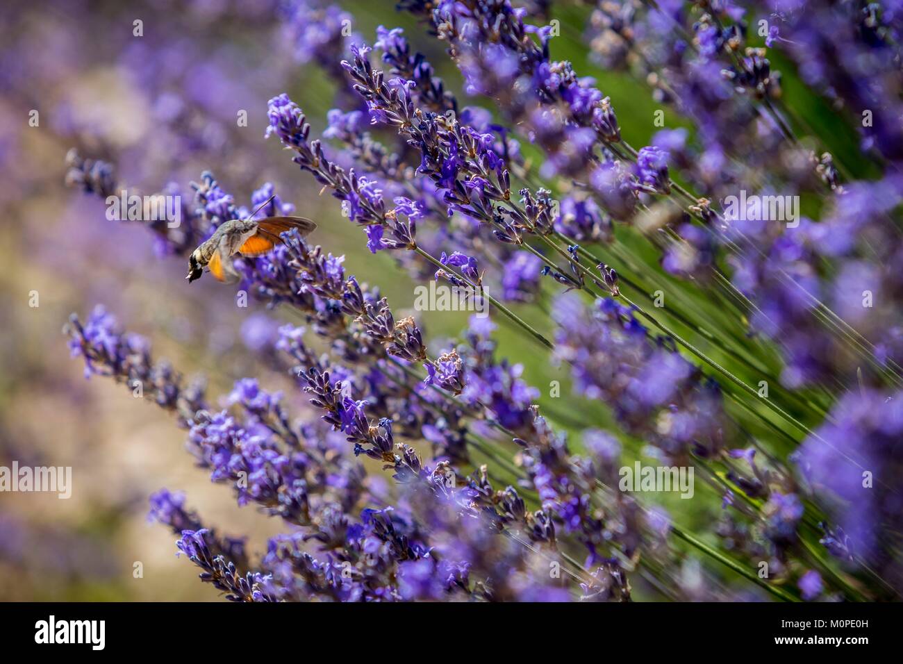 France,Alpes de Haute Provence,Redortiers,hummingbird hawk moth ...