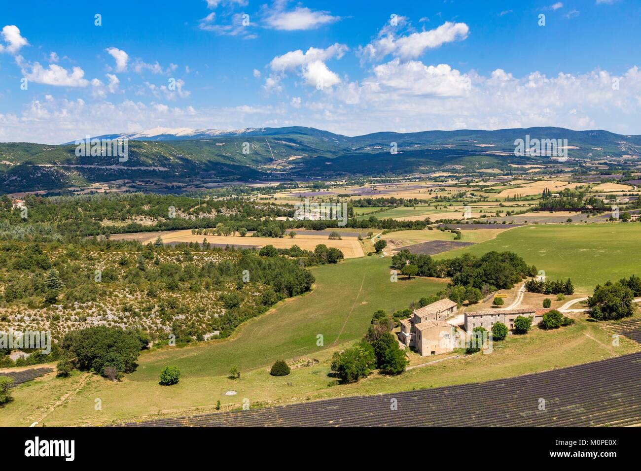 France,Vaucluse Sault,field of lavender of the plain of Sault,in ...