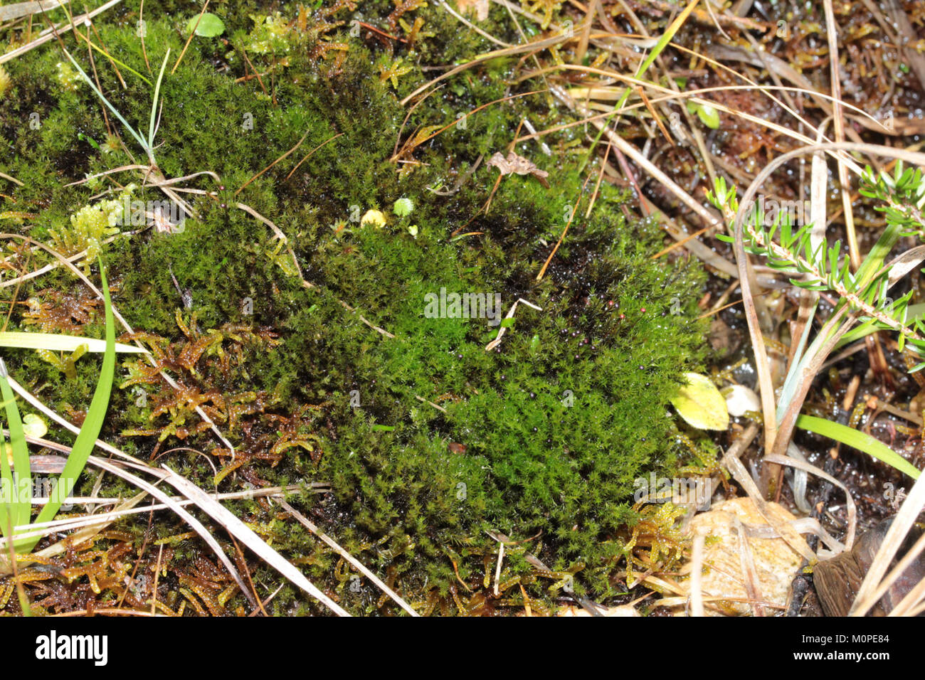 Inhabits dense forests hi-res stock photography and images - Alamy