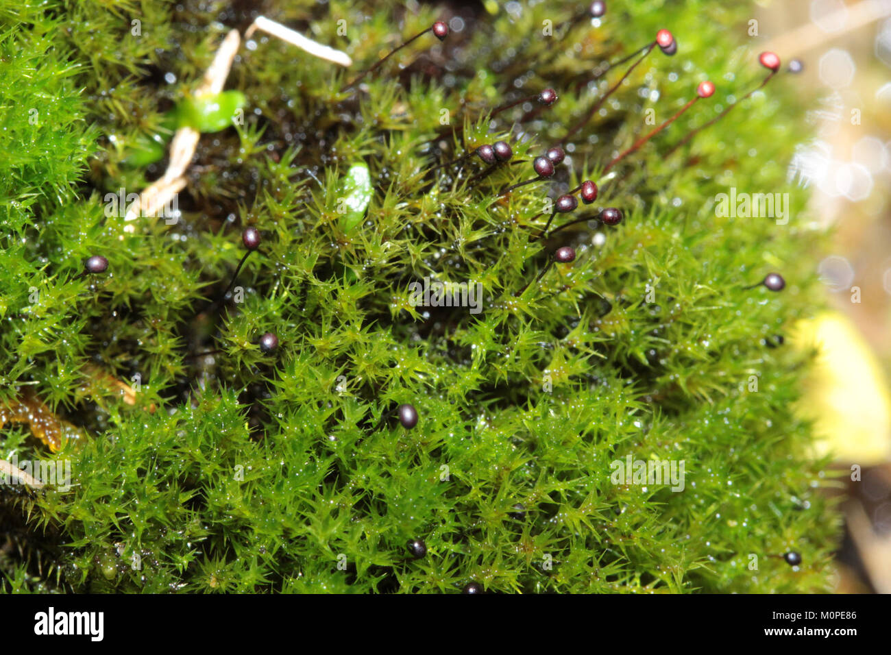 Catoscopium nigritum, a species of moss native to specific regions ...